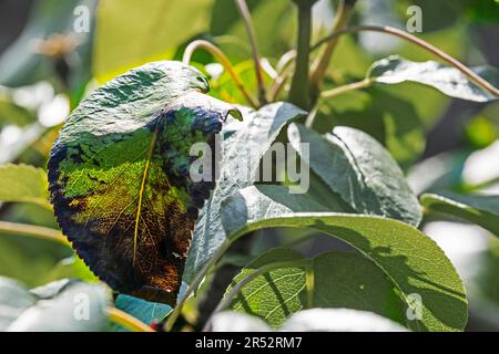 Pear tree leaves with discoloration and spots, showing signs of ...