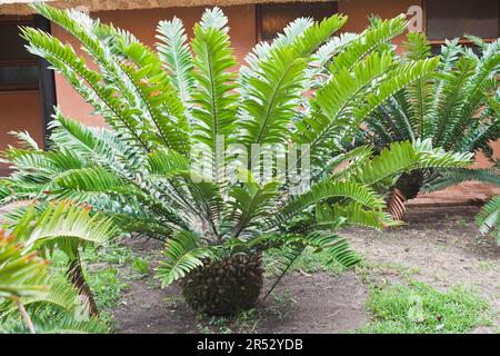 Natal Cycads, Umfolozi Hluhluwe National Park, South Africa ...