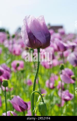 Poppy Fields and Beautiful Purple Flowers Animal Day Khaptad National ...