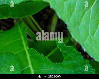 Close up leaf abstract of Inula Helenium - Grande Aunee. Natural close ...