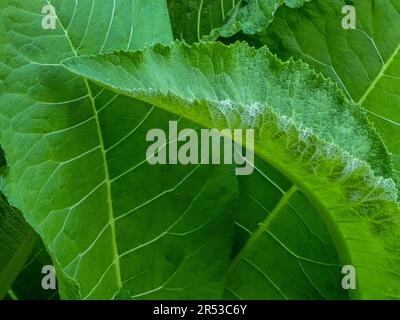 Close up leaf abstract of Inula Helenium - Grande Aunee. Natural close ...