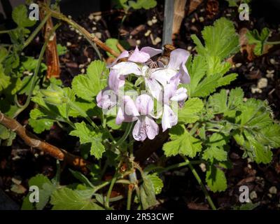 Sunny Pelargonium Sweet Mimosa in bright spring sunshine. Natural close ...
