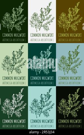 Set of drawing of COMMON MUGWORT in various colors. Hand drawn ...