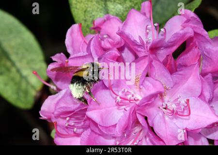Gartenhummel (Bombus hortorum) an einer rosa Rhododendron-Blüte Stock ...