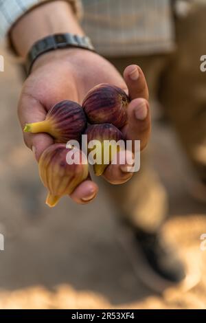 figs as background in egypt close-up on a store counter Stock Photo - Alamy