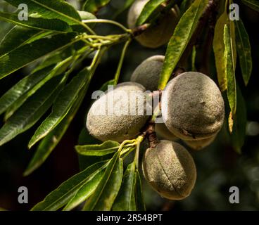 Closeup of almond fruits ready to harvest, picture from Nea Pella ...