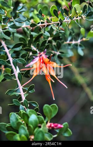 Red Noongar chittick (Lambertia inermis) flower, Esperance, Australia ...
