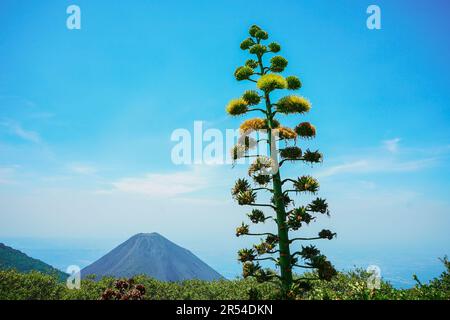 Agave, Santa Ana volcano, El Salvador Stock Photo - Alamy