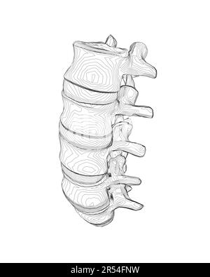 Spine bones and structure outline vector icon. Medicine and anatomy ...