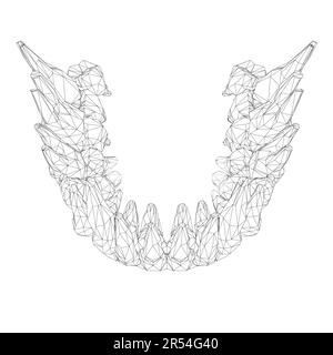 Teeth wireframe. Hand drawn different types of human tooth collection ...