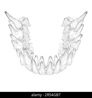 Teeth contour. Hand drawn different types of human tooth collection ...
