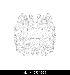 Teeth wireframe. Hand drawn different types of human tooth collection ...