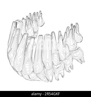 Teeth contour. Hand drawn different types of human tooth collection ...
