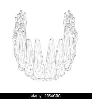 Teeth wireframe. Hand drawn different types of human tooth collection ...