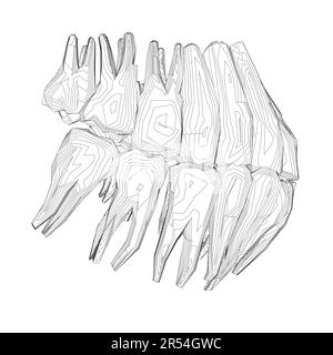 Teeth contour. Hand drawn different types of human tooth collection ...