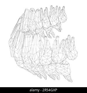Teeth wireframe. Hand drawn different types of human tooth collection ...