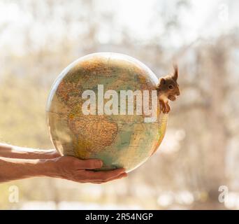 Red squirrel and hands with a earth globe Stock Photo - Alamy