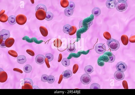 Campylobacter bacteria, illustration Stock Photo - Alamy