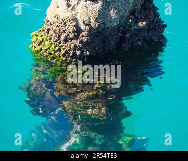 A timber piling, wooden pole under the jetty pier, immersed in ...