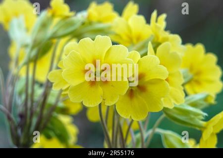 A flowring Primrose in early spring Stock Photo - Alamy