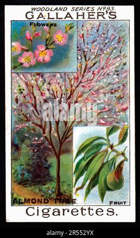Almond - Vintage Cigarette Card Stock Photo - Alamy