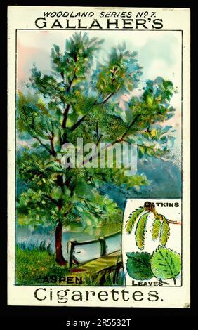 The Aspen Tree - Vintage Cigarette Card Stock Photo - Alamy