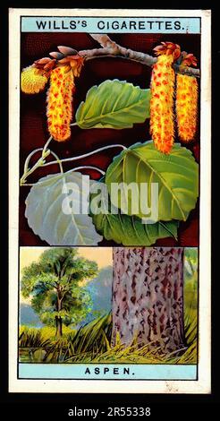 The Aspen Tree - Vintage Cigarette Card Stock Photo - Alamy