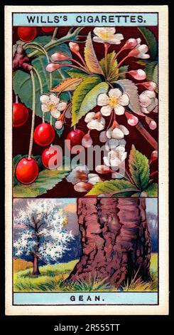 The Gean Tree - Vintage Cigarette Card Stock Photo - Alamy