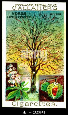 Horse Chestnut - Vintage Cigarette Card Stock Photo - Alamy