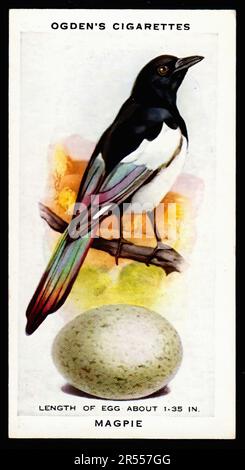 The Magpie - Vintage Cigarette Card Stock Photo - Alamy