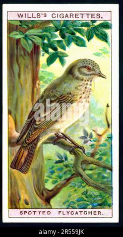 The Spotted Flycatcher - Vintage Cigarette Card Stock Photo - Alamy