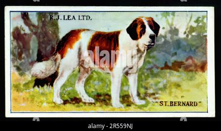 St Bernard - Vintage Cigarette Card Stock Photo - Alamy