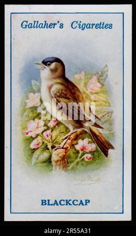 Blackcap - Vintage Cigarette Card Stock Photo - Alamy