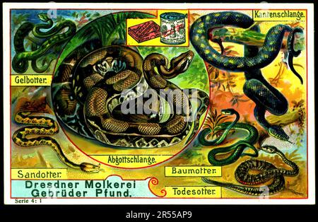 Types of Snakes - Vintage German Tradecard Stock Photo - Alamy