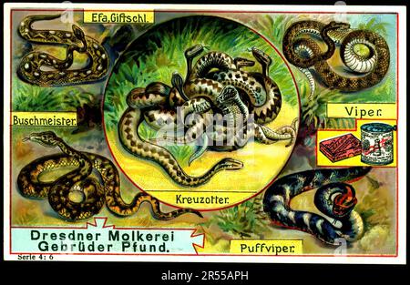 Types of Snakes - Vintage German Tradecard Stock Photo - Alamy