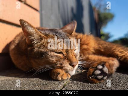 Cat relaxing under the Sun by brick wall at a street corner Stock Photo ...