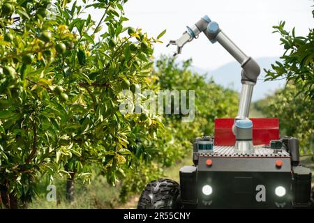 Autonomous robot harvester with robotic arm harvesting fruits on a ...