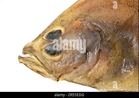 Megrim / Megrim Sole / Whiff / Cornish Sole (Lepidorhombus whiffiagonis) left-eyed flatfish -lit ...