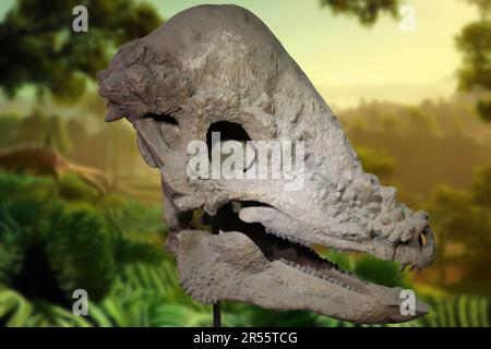 Fossil skull of a Pachycephalosaurus dinosaur. Cretaceous age Stock ...