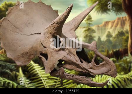 Triceratops, or triceratops is an extinct genus of chasmosaurine ...