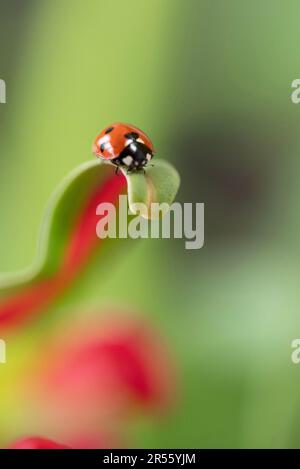 Ladybug on a tulip flower in nature Stock Photo - Alamy