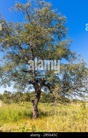 Fruits on a tree in Kasankha, Malawi Stock Photo - Alamy