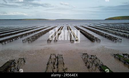 Aerial view of Oyster farm. Sustainable farming. Oyster farming is an ...