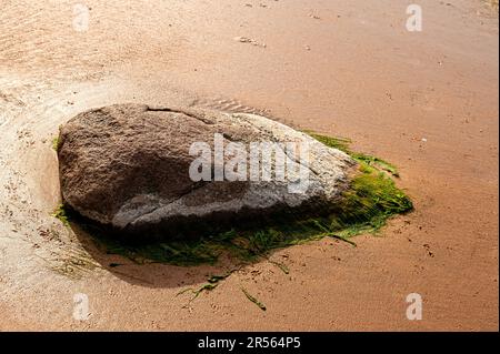Stones covered with algae on the sandy beach of the sea in the bright ...