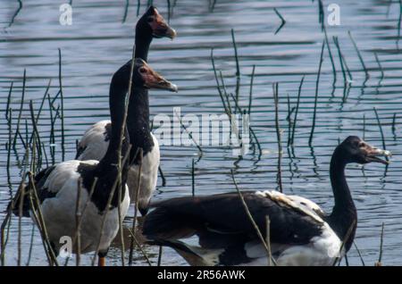 Magpie Geese, Hastie Swamp, Nth Queensland, Australia Stock Photo - Alamy