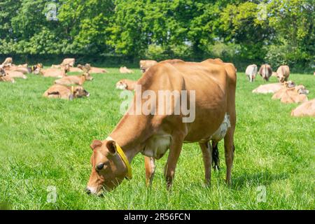 Jersey cow in field, Trinity Parish, Jersey, Channel Islands Stock ...