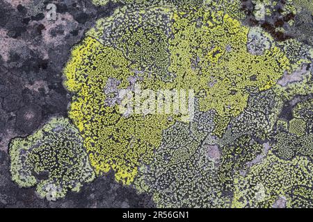 Landkartenflechte, Landkarten-Flechte, Krustenflechte auf Gestein ...