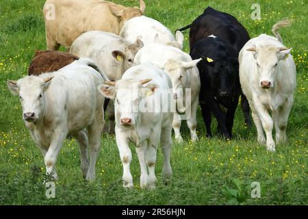 Cattle at Swinbrook, on the River Windrush, Oxfordshire, Cotswolds ...