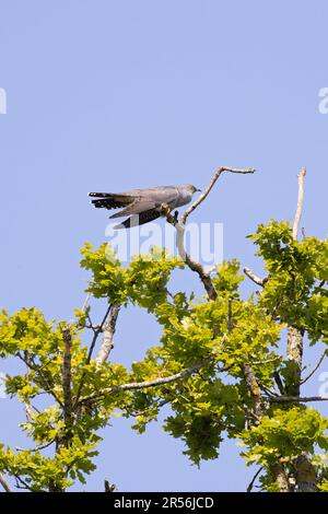 Common Cuckoo (Cuculus canorus) singing perched in English Oak (Quercus ...