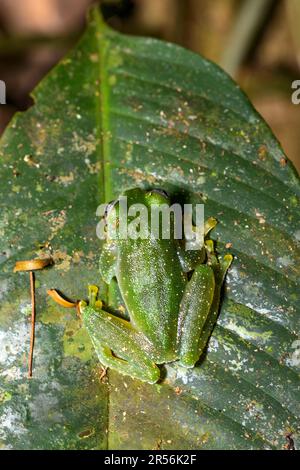 Powdered glass frog or Chiriqui glass frog (Teratohyla pulverata) is a ...